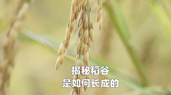 稻谷是怎么生长的?看完视频你就完全晓得了