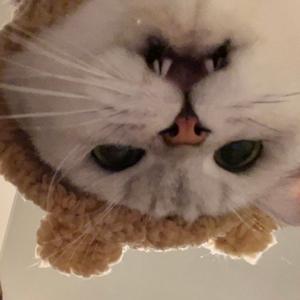 爱吃椰子糖的叶子 