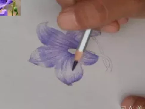 (风车美术)彩铅基础教程7--桔梗花的画法