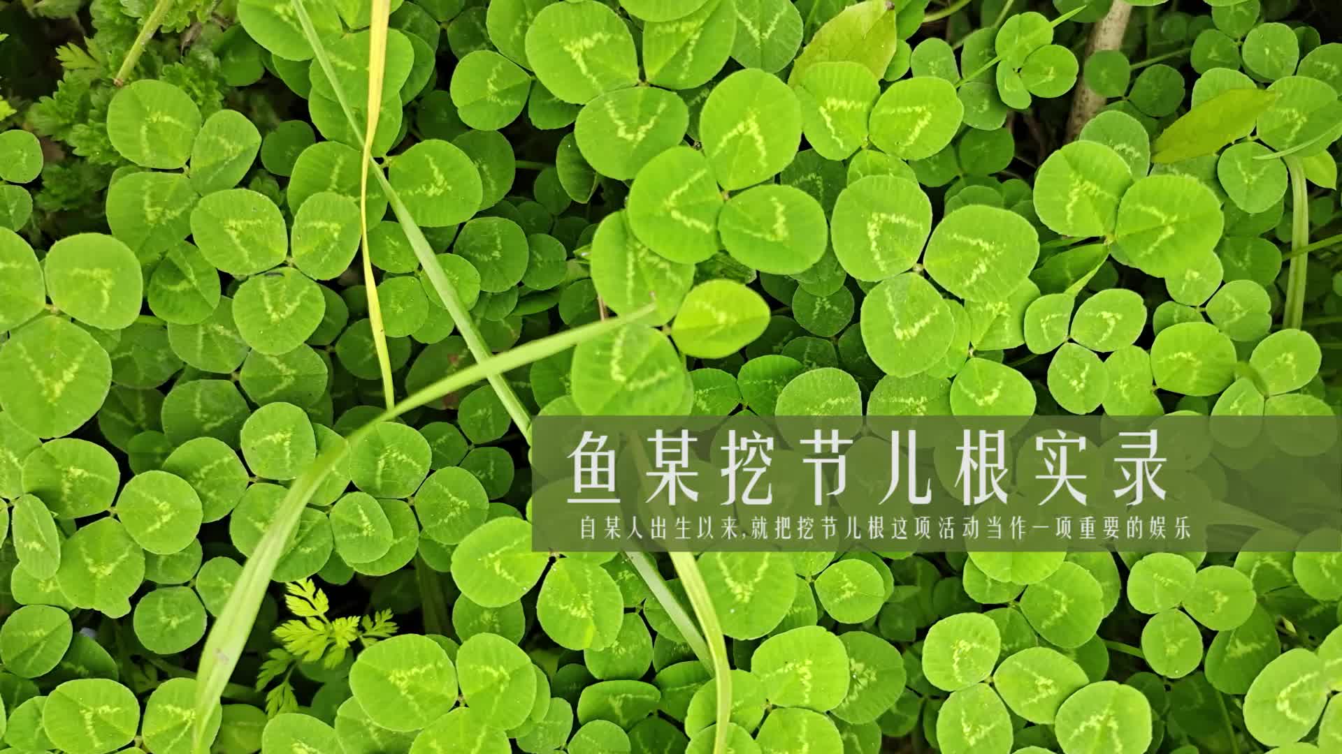 鱼某挖节儿根实录