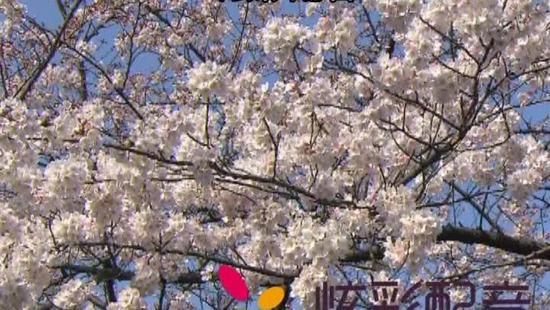 宣传配音 地产配音 多媒体配音 广告配音 专业配音