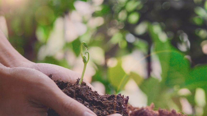 【视频】植树节:我和小树一起成长