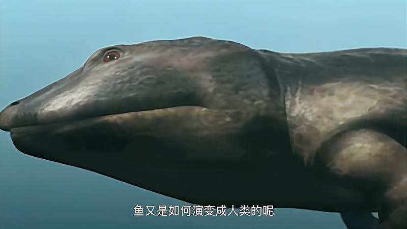 人类真的是鱼类演变而来的吗,人类进化历史详细视频