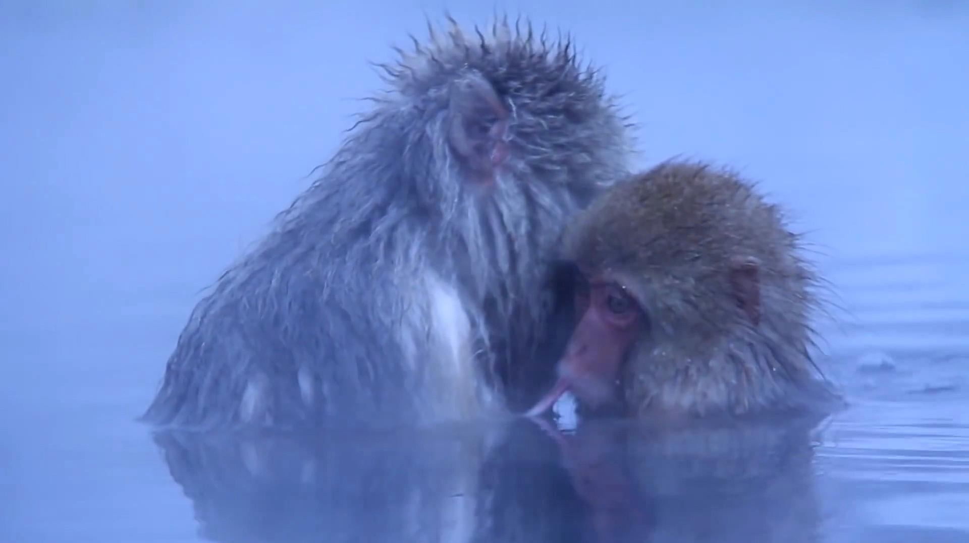 没有秋裤动物怎么过冬?不同动物的“御寒术”,让人叹为观止