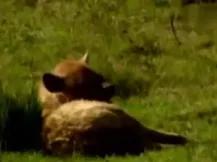 鬣狗怪异动物拥有不同的生殖系统,它们是怎么生孩子的