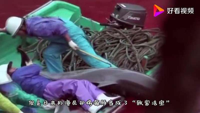 猫屎咖啡是猫排出来的?生产过程太让人心痛,镜头记录全过程!