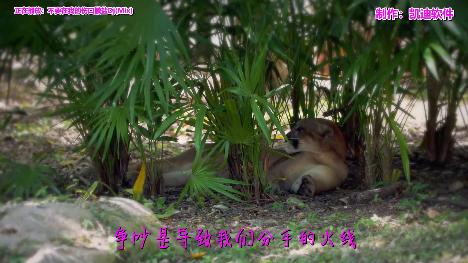 《不要在我的伤口撒盐Dj(Mix)》欣赏,amv制作用什么软件好