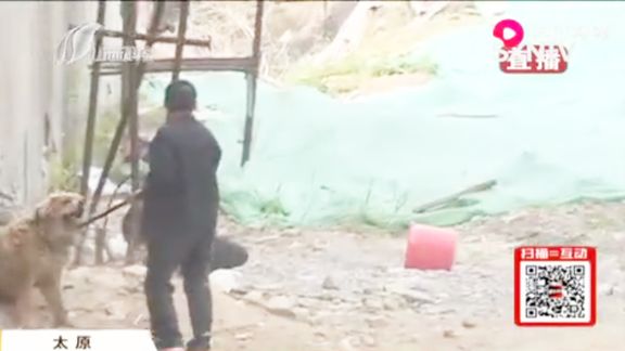 七旬老人被藏獒咬出5个“窟窿”,这只藏獒已经多次伤人