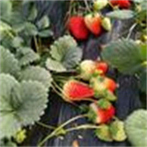 国锋园艺果树种植