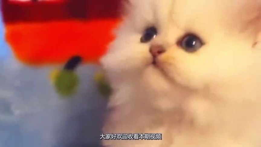 铲屎官们注意了:猫咪耳朵的这几个小动作代表不同心情!