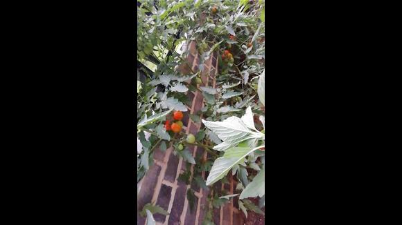 无花果长大了一些,结果子了