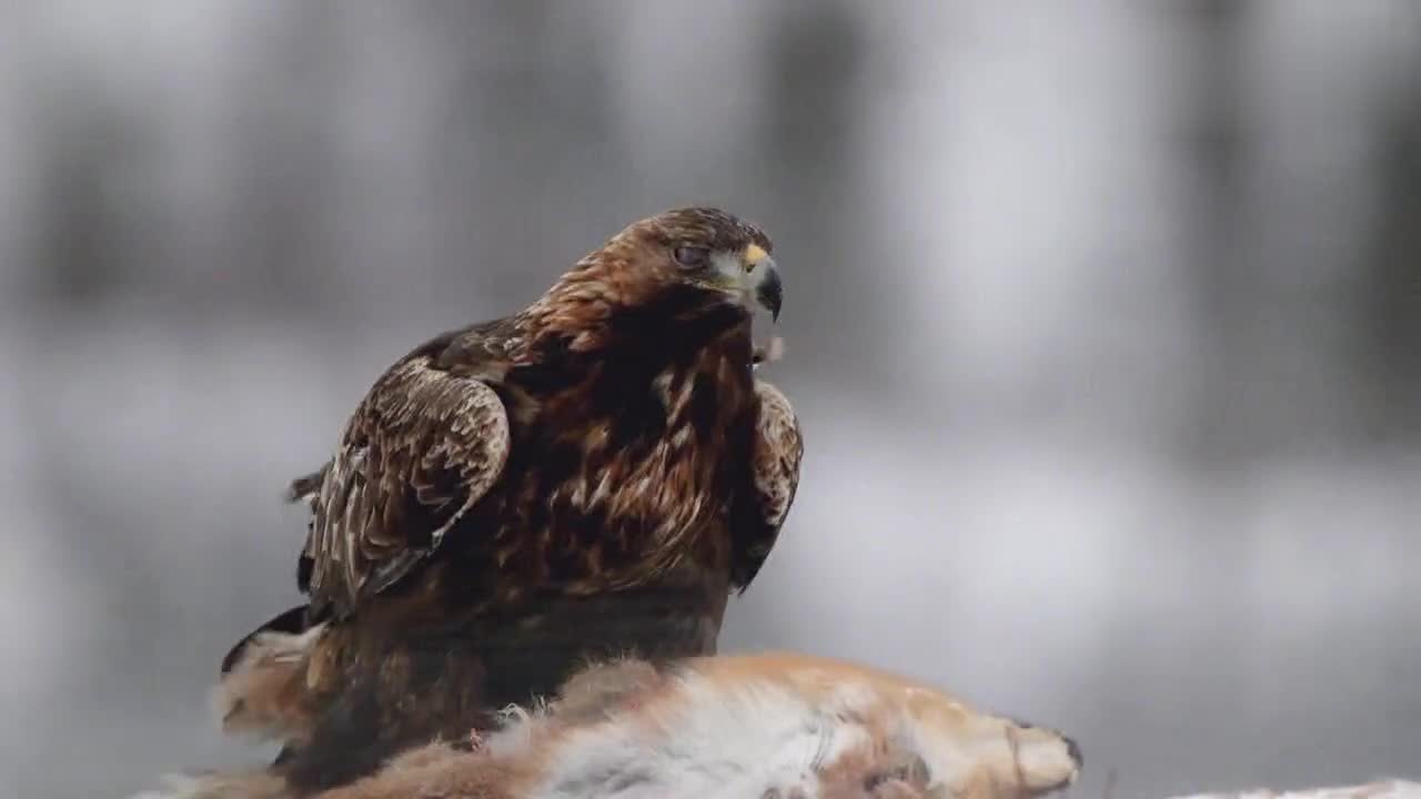 动物过冬各有妙招!金雕自带“雨刮器”,海豹靠脂肪,猴子泡温泉