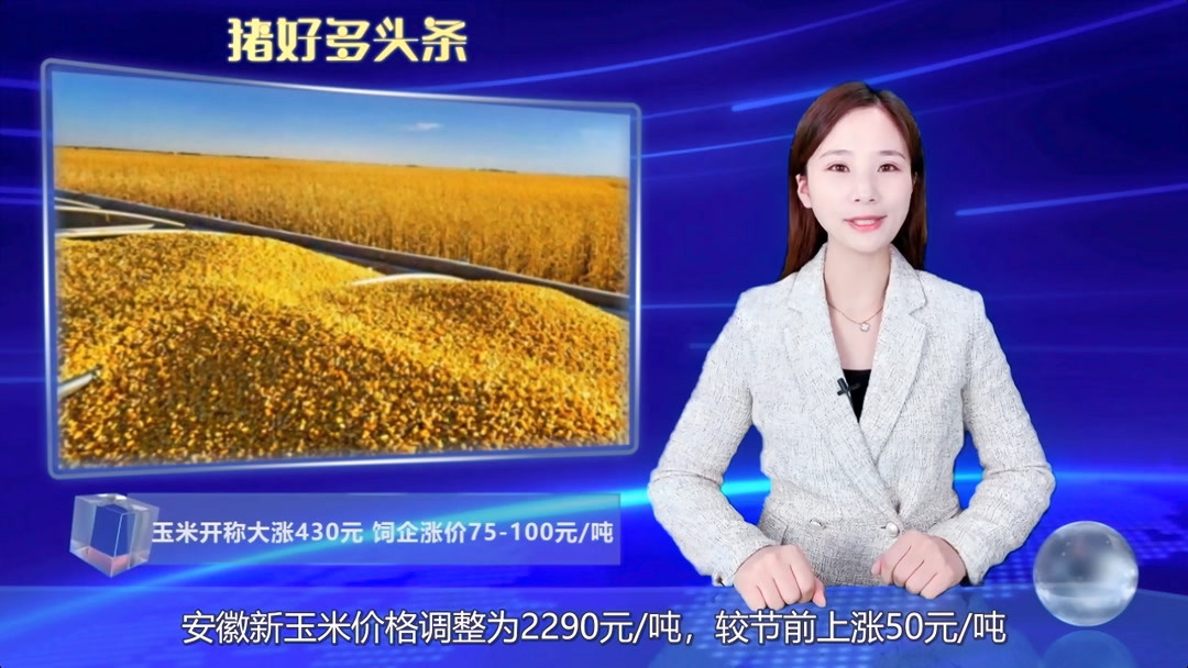 玉米开秤价大涨430元,猪料涨价75-100元/吨,养殖利润“缩水”!