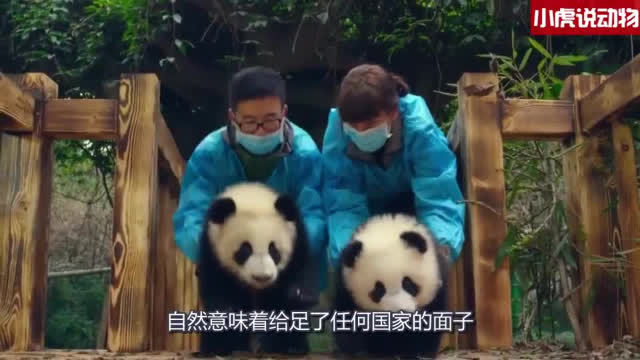 国宝熊猫模仿饲养员动作,形态可爱,不愧是最可爱的动物