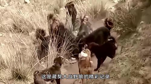 藏獒大战,差点被咬死