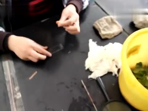 .b>观察玉米种子结构