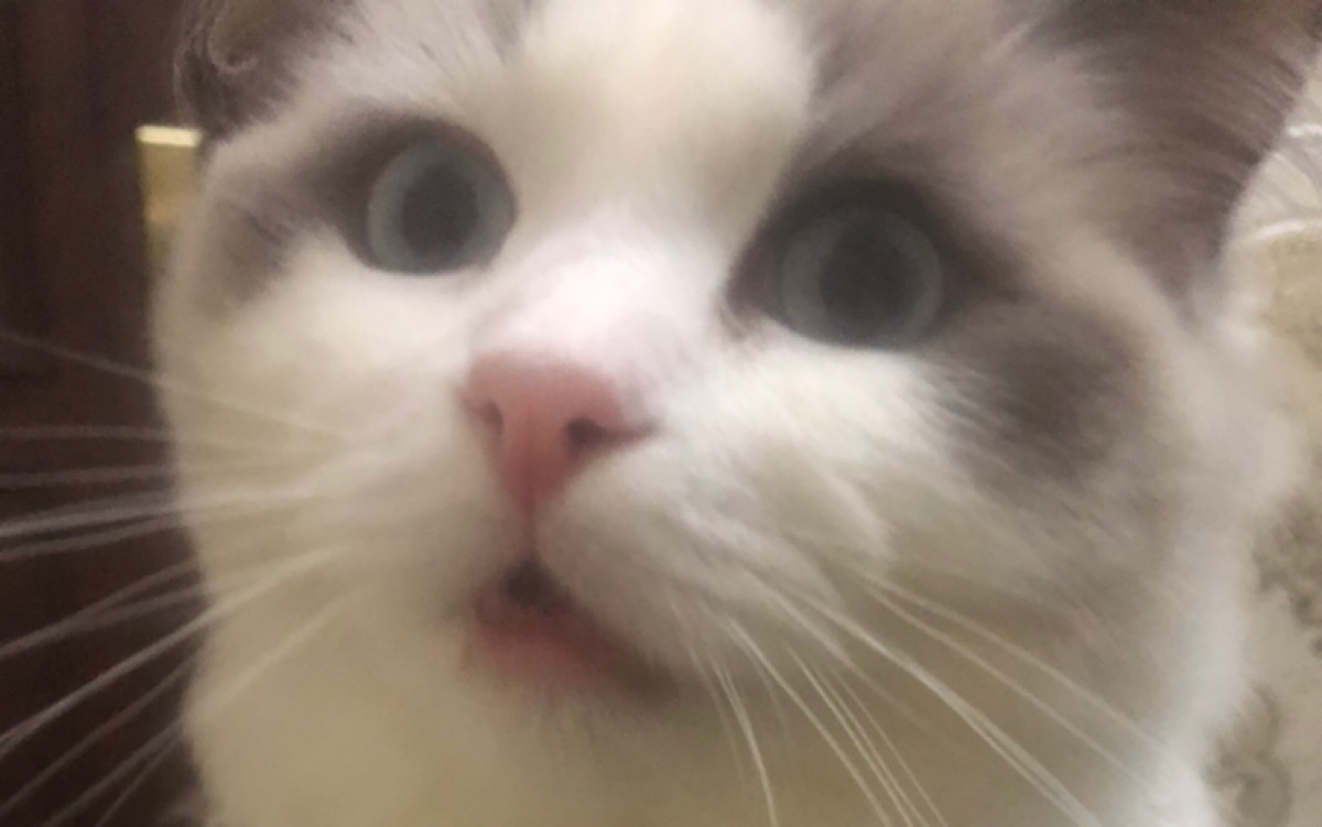 【丸子〗咚 咚咚 咚咚咚的日常