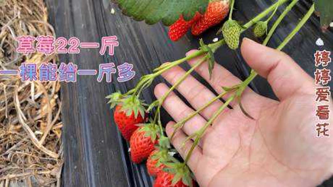 冬季草莓22一斤,苗子批发一元一棵能结一斤多,一年四季吃草莓
