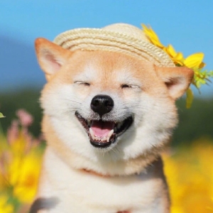 贺嘉祺biubiubiu 