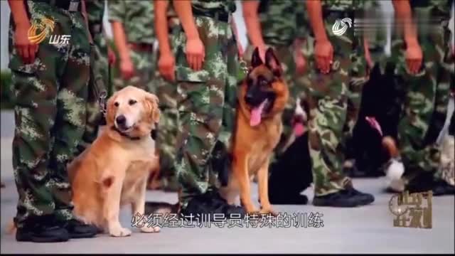 此时此刻:搜救犬是如何训练成的?有这样一群人,和狗狗朝夕相处