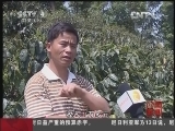 [视频]云南推广高原小粒咖啡种植 促进农民增收
