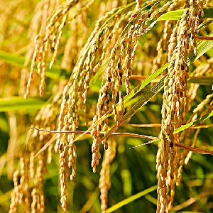 谷麵满仓 