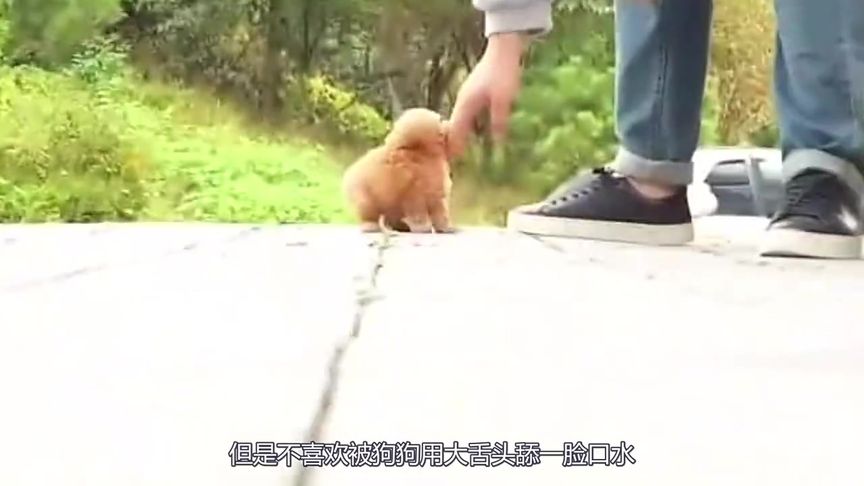 泰迪犬舔女主人的脸,了解这五点,明白狗狗传递给你的这些信息