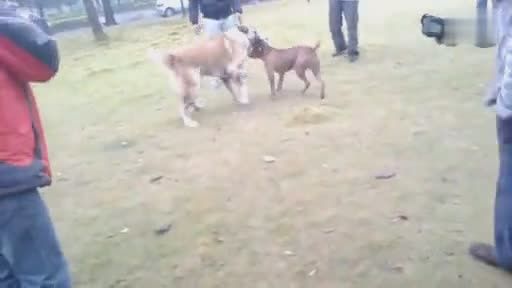 残忍的斗狗,40斤比特战110斤中亚.