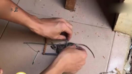 家里老鼠多怎么办?男子教你制作简易“捕鼠器”,太有创意了