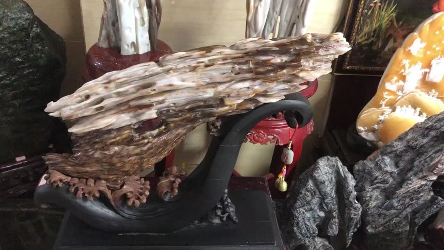 #奇石收藏 -极品树化玉