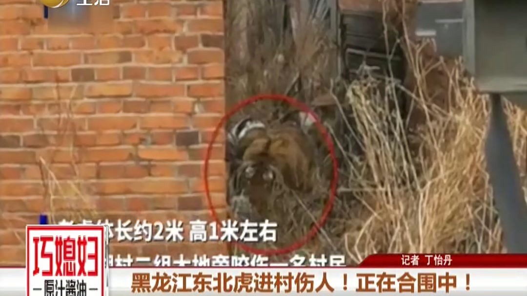 黑龙江东北虎进村伤人!正在合围中!
