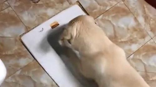 这狗子上辈子是个马桶吧,这么爱掏厕所,狗:终究是来晚了啊!