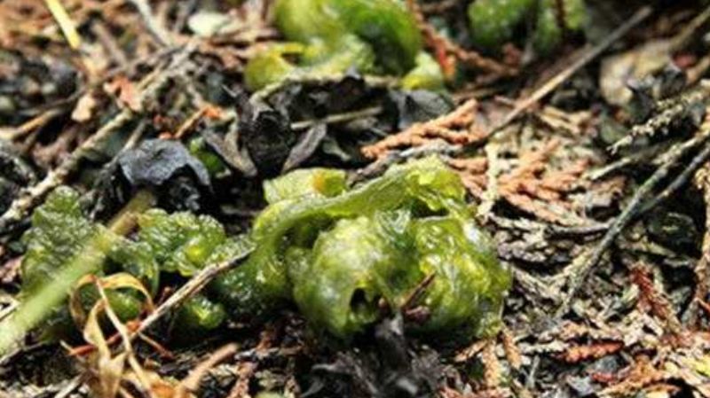 农村这种野菜有钱也难买到,都留着自己吃了,4个功效很管用!