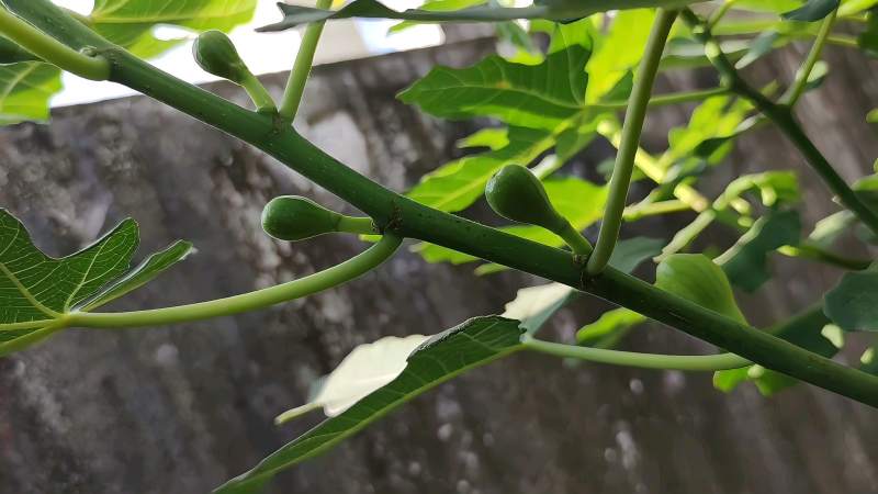 无花果这样修剪,轻松实现秋冬挂果,今天猴哥讲下修剪后注意事项