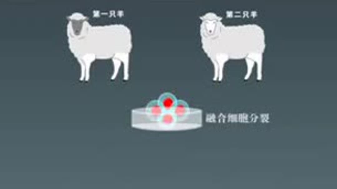 10  克隆羊多莉