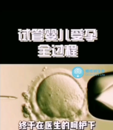 橄榄树生命:试管婴儿受孕全过程