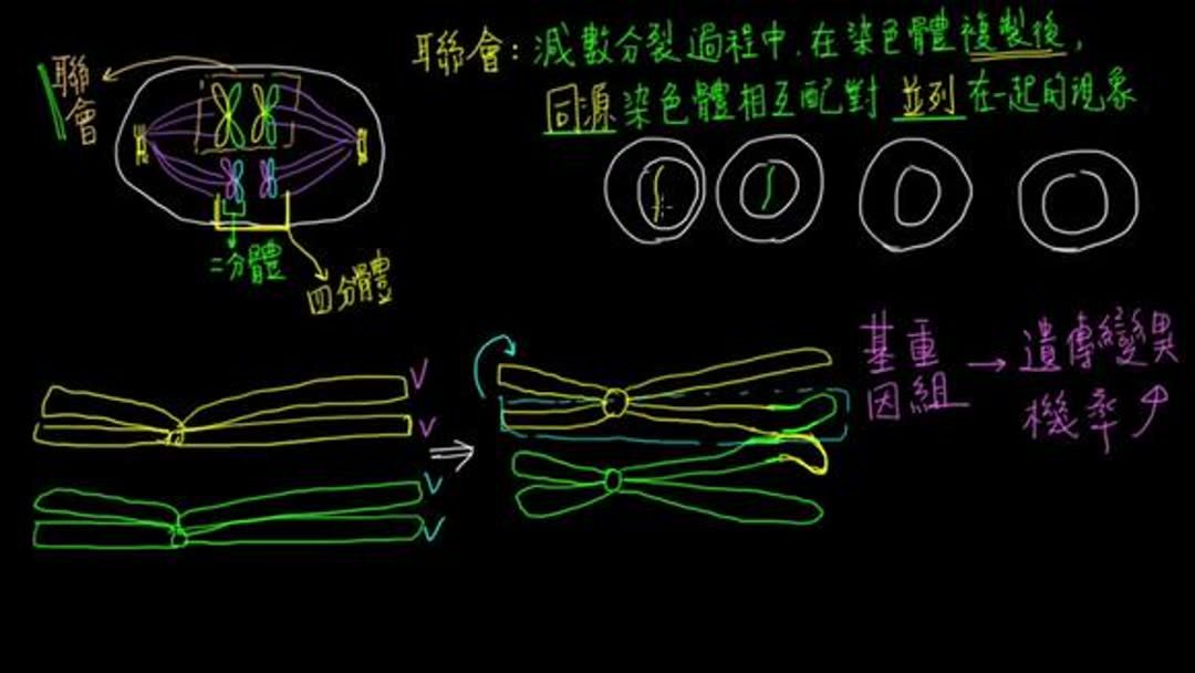 联会-减数分裂的特有现象(生物2-1观念09)