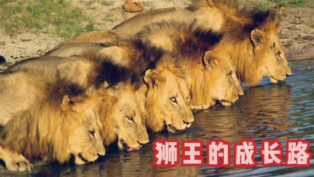 小狮子被赶出狮群,却成为史上最强大的狮王,《狮子王》