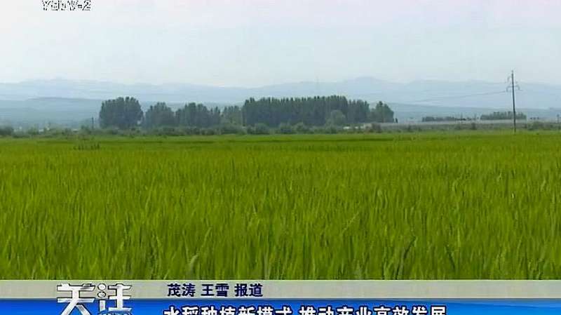 水稻种植新模式 推动产业高效发展