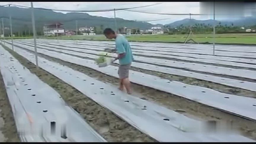 小番茄植苗方法农业种植技术细节决定成败每一步都是关键