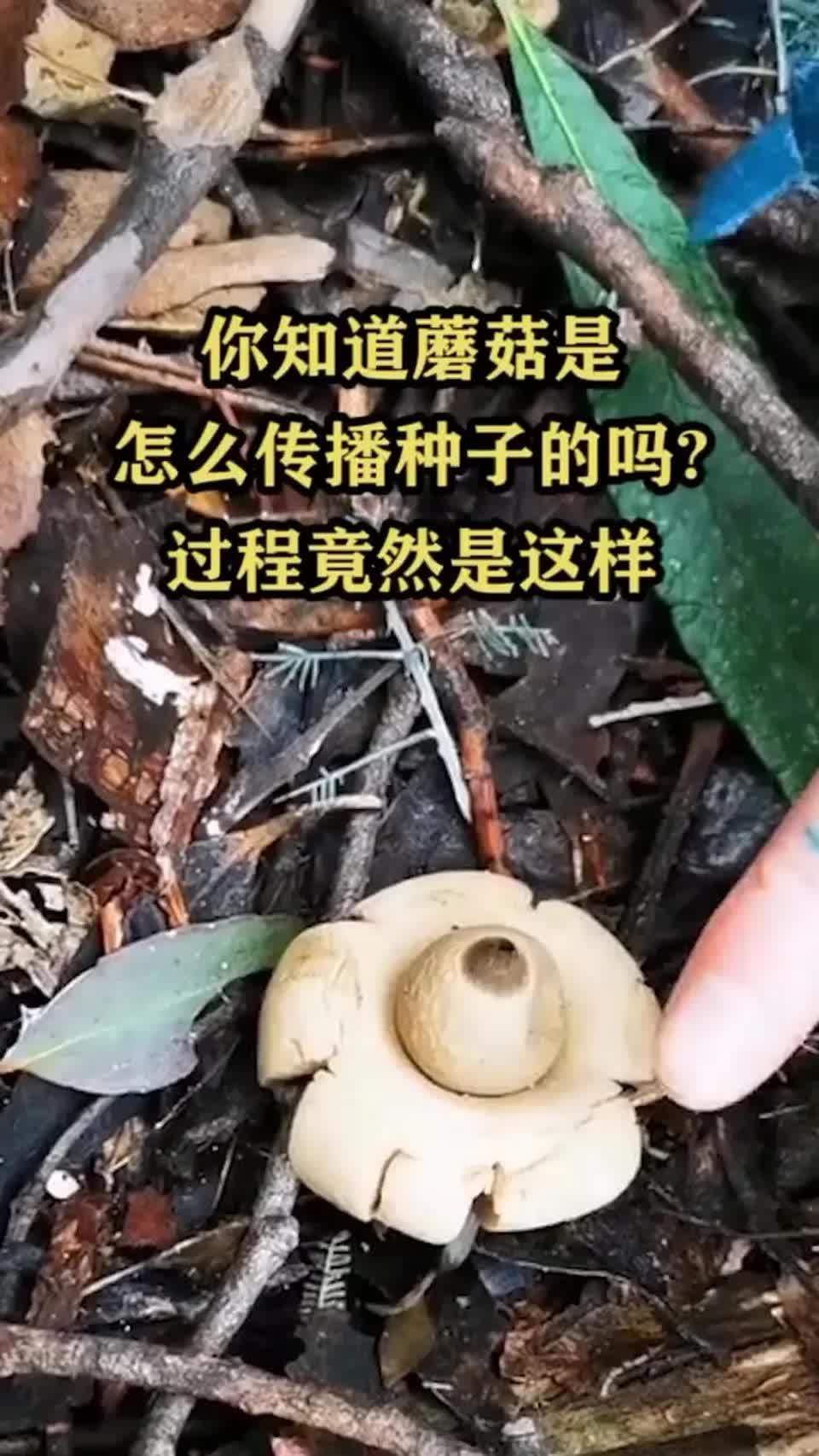 你知道蘑菇是怎么传播种子的吗,过程.