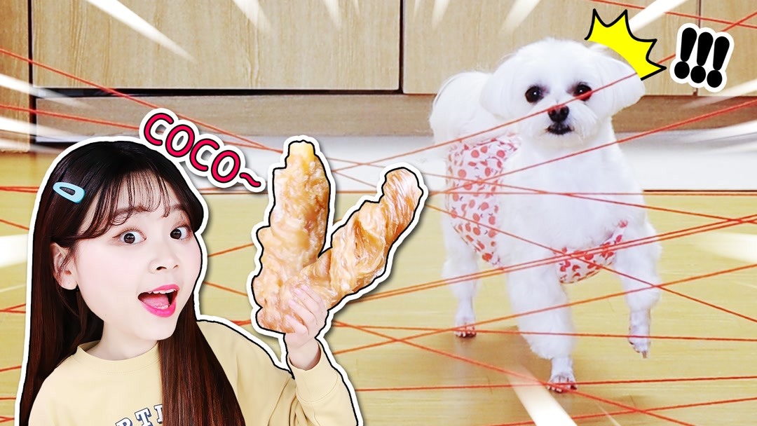 伶可家族小伶 狗狗coco障碍物挑战