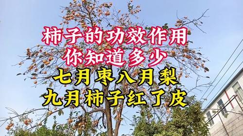 柿子的功效作用你知道多少?七月枣八月梨,九月柿子红了皮
