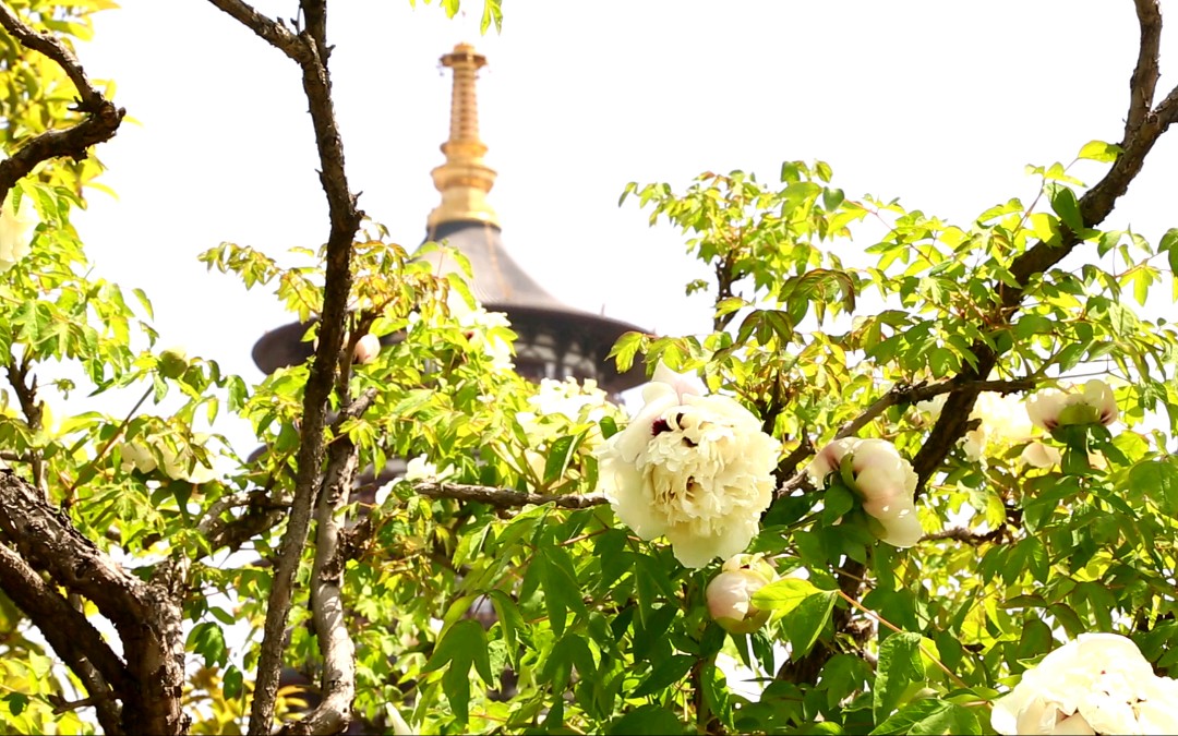 #等一朵百年牡丹在九洲池盛开 ——4月9日记录。