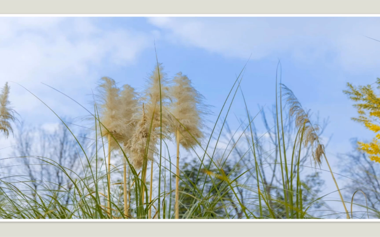 八下语文课件《蒹葭》精心制作