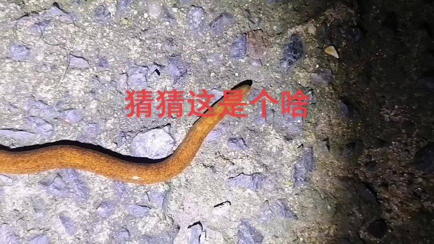 #奇妙的动物 #爬行动物 猜猜这是个啥!