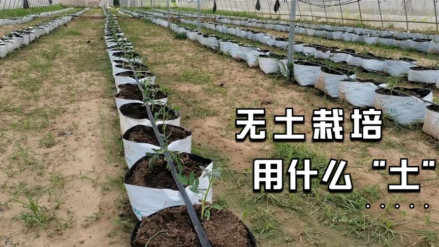 无土栽培用哪种“土”最好?能用几年?一次性告诉你答案