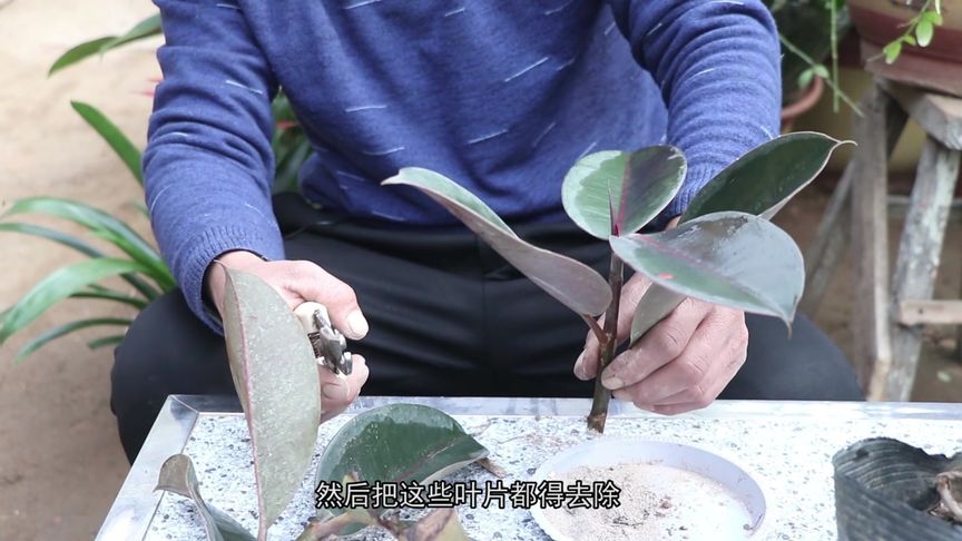 橡皮树春天怎么养?橡皮树春季的养殖方法和注意事项!