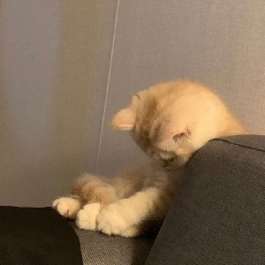 蹙损他淡淡春山33 