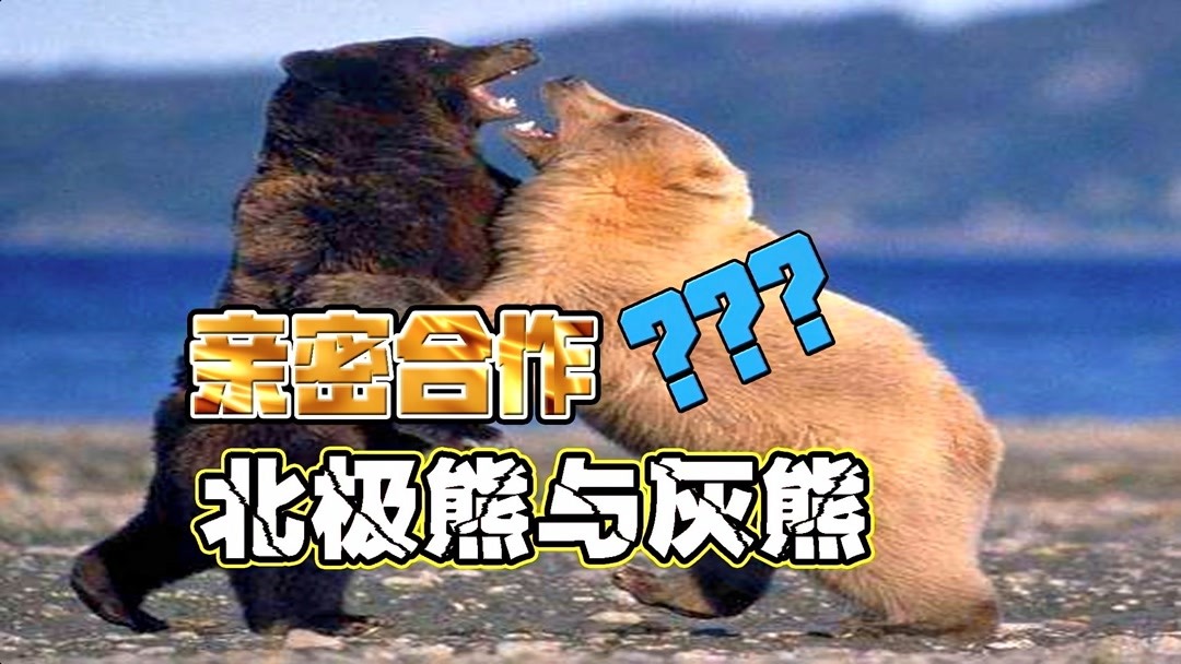 蔚蓝 动物园之星 北极熊与灰熊合作!?击杀森林狼
